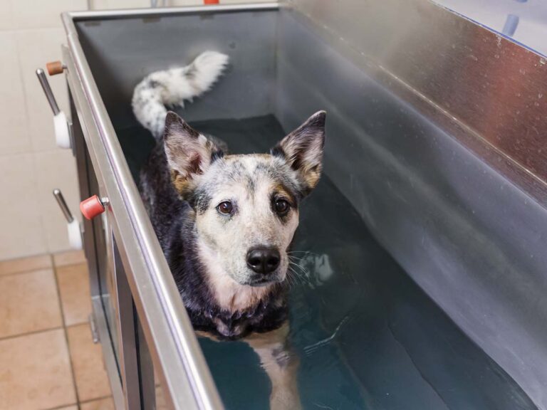 Pet Wellness: Understanding Hydrotherapy For Pets